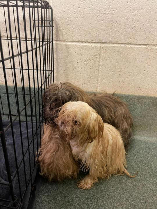 6 dogs abandoned in crates along Rehoboth road
