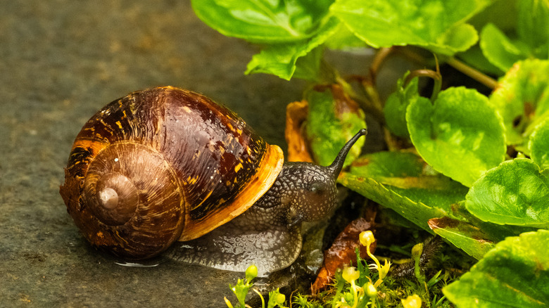 Not copper nor coffee grounds: The humane way to keep snails out of the ...