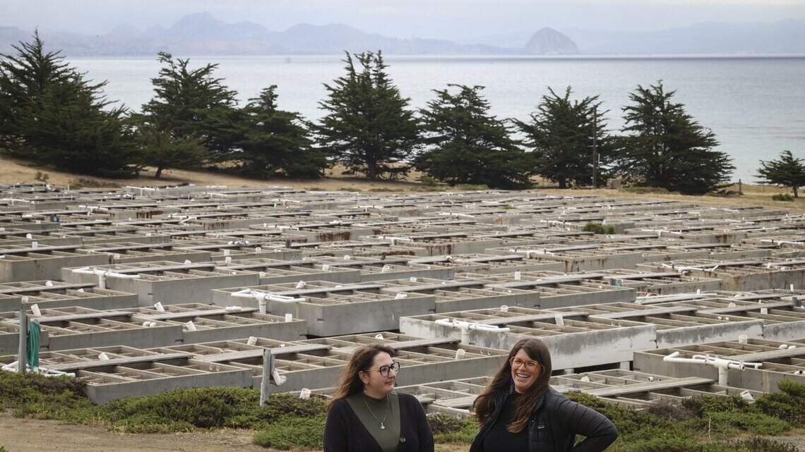 SLO County was home to the largest abalone farm in US Can YTT Tribe ...