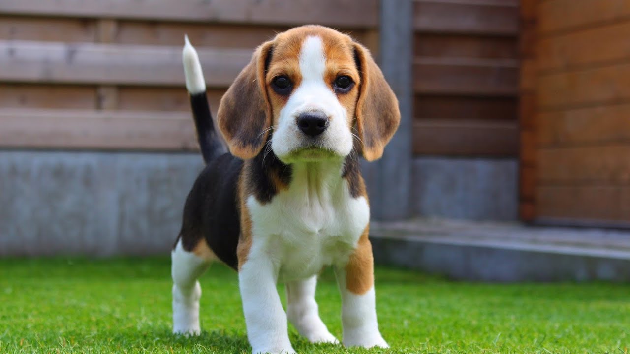ME ROBE UN PERRO - Dorohistoria