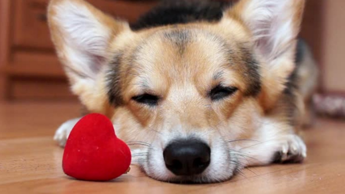 10 heartwarming signs your dog loves you, according to experts