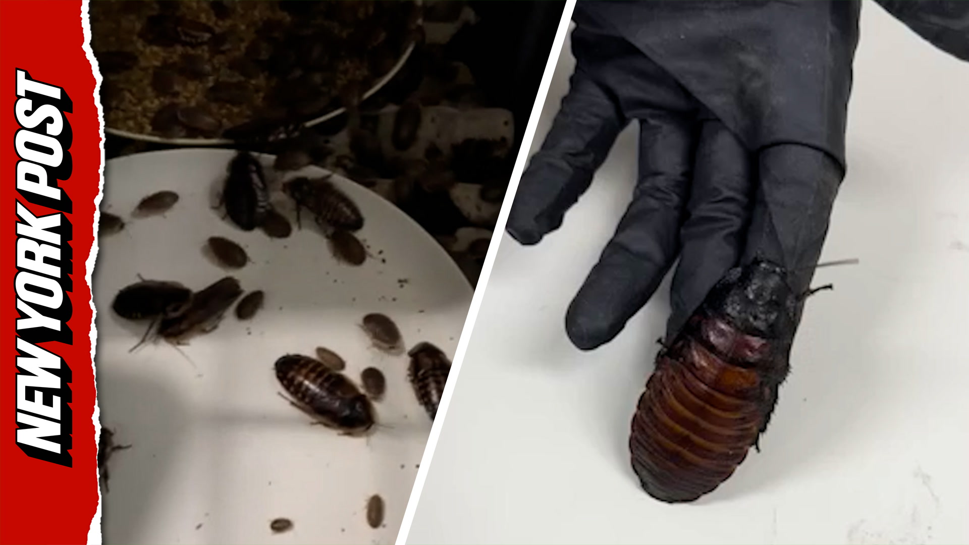 Authorities seize over 100,000 illegal cockroaches