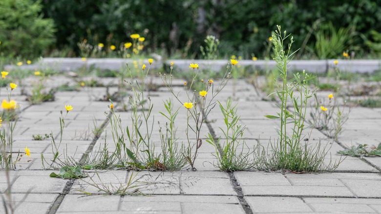 Skip concrete & gravel — there's a smarter, weed-resistant patio option
