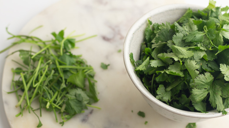 Cilantro pesto recipe