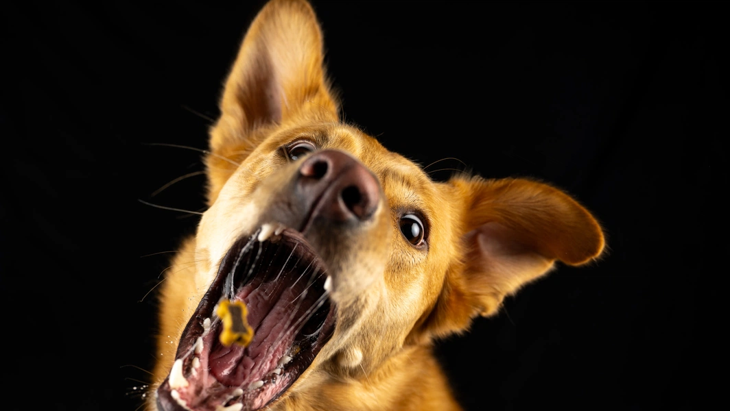 Vets highlight brain-boosting toys to curb dog boredom