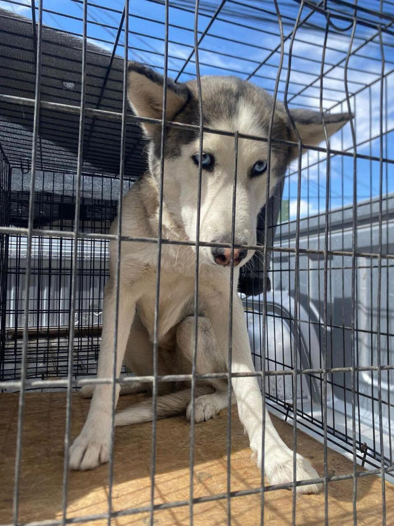 Caso Sasha: perrita que mordió a un niño en Cd Juárez; animalistas y ...