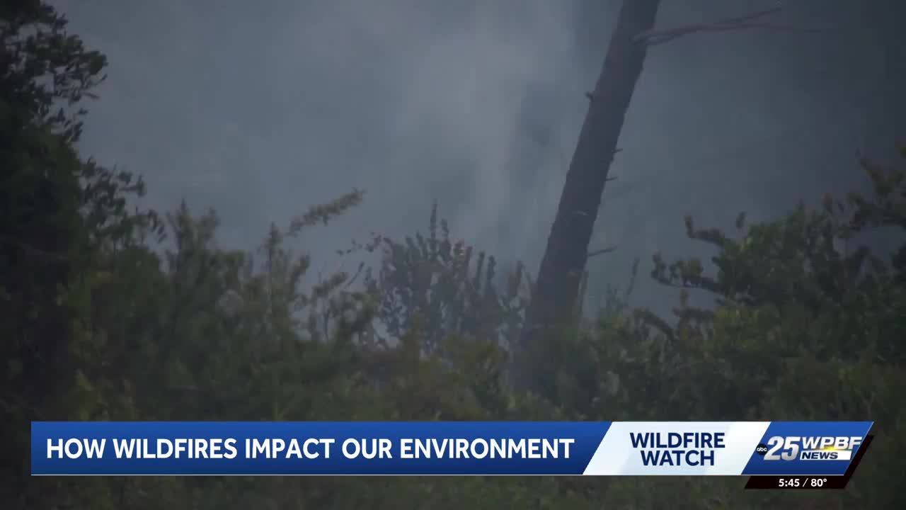 How wildfires impact wildlife