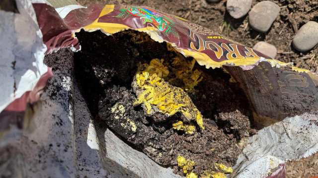 Gardener opens bag of potting soil to find bizarre yellow surprise ...