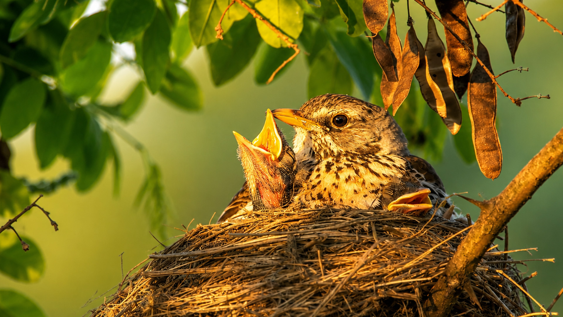 A mother bird cares for her nestlings in front of a hidden camera