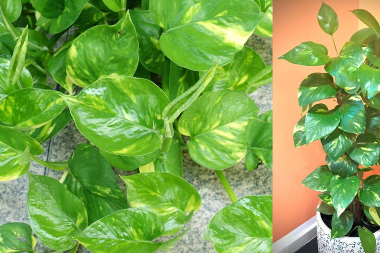 Money plant leaves losing colour? Try these 7 tips for greener, shinier ...