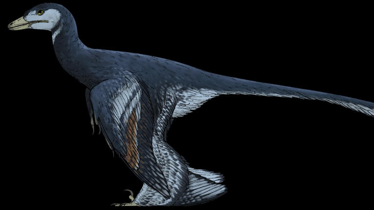 The four-winged glider is the only microraptorine ever found outside ...