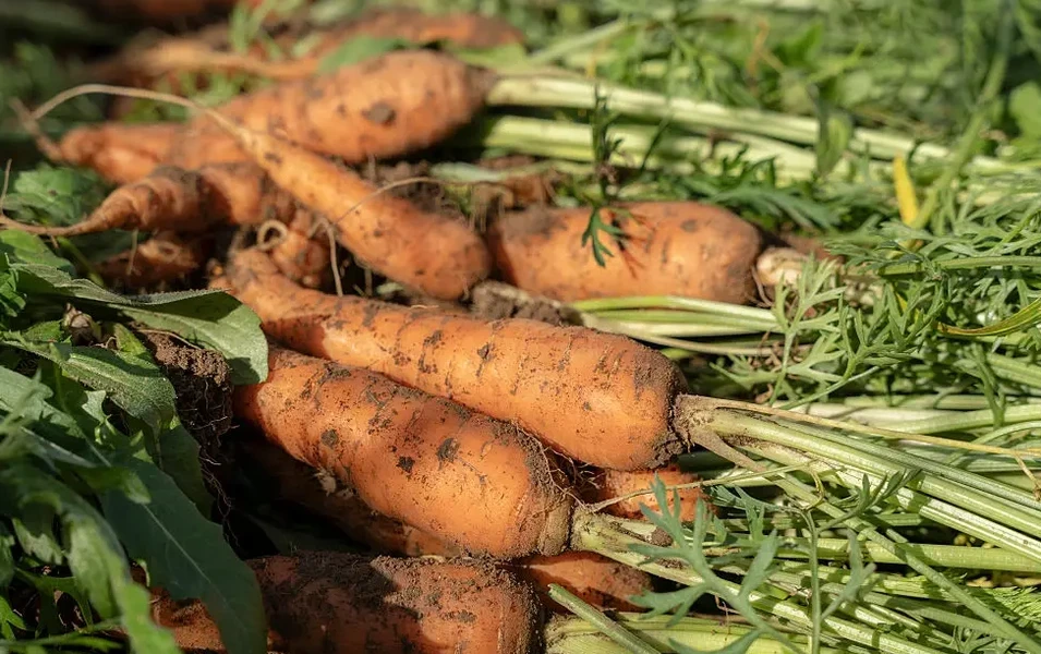 House Digest backs raised beds for better carrot growth