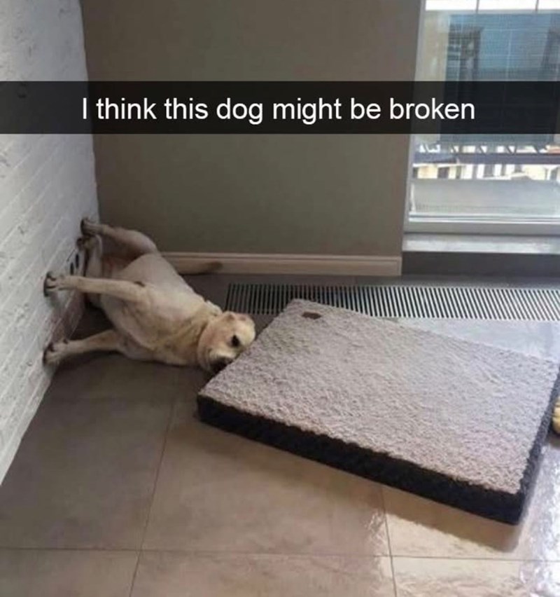 30 doggo delights wrapped in a wholesome meme package