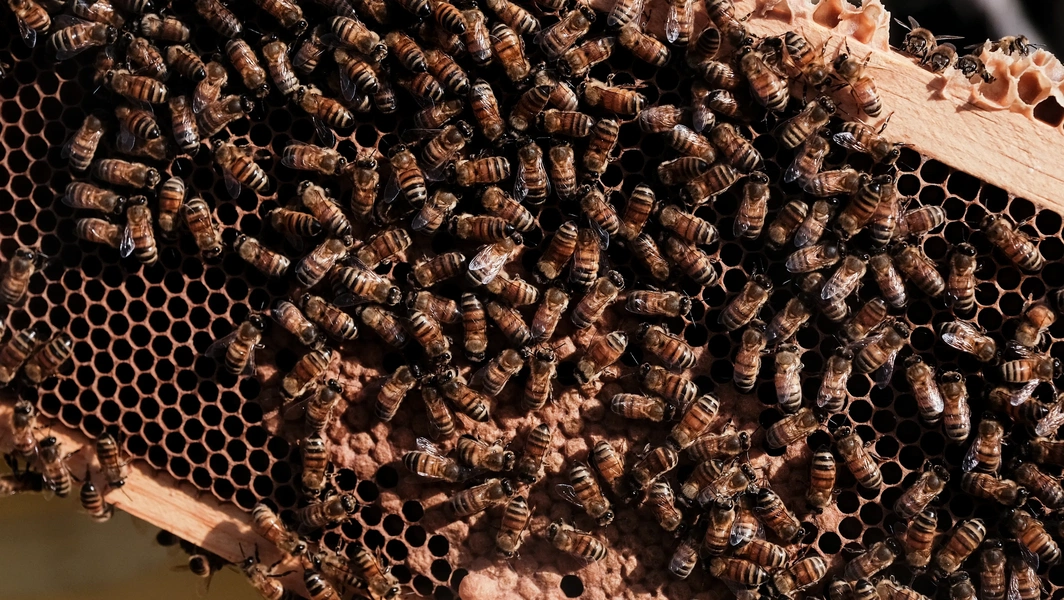 Half of Washington's native bee species unrecorded since 1970s