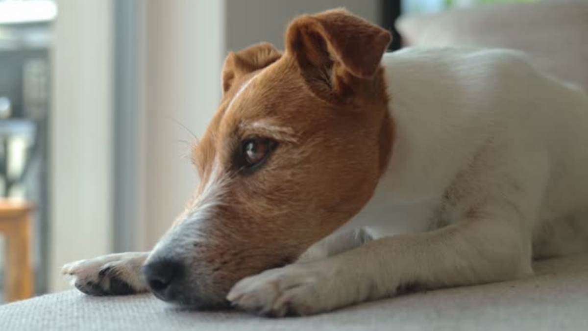 Dog breeds with behavioral problems: You can't walk them off-leash ...
