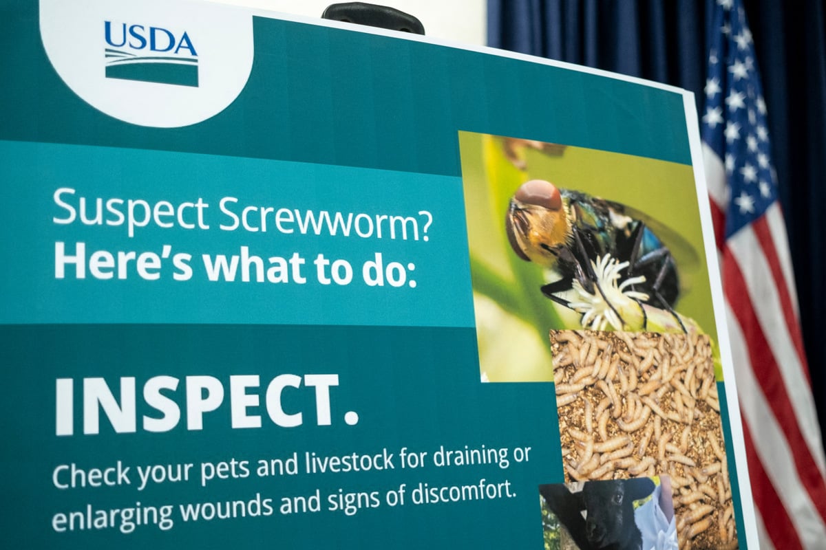 Texas reports new case of flesh-eating pest as governor declares ...
