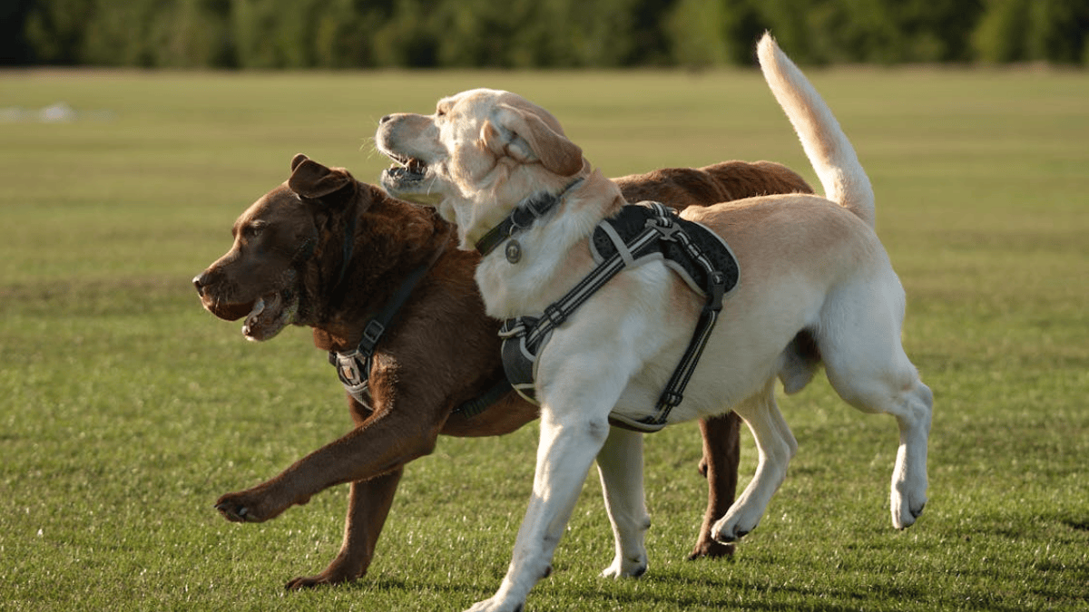 10 dog breeds you should never walk without a leash