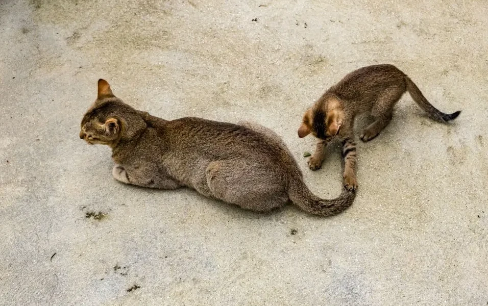 Mama cat rethinks keeping grown kitten after playful chaos