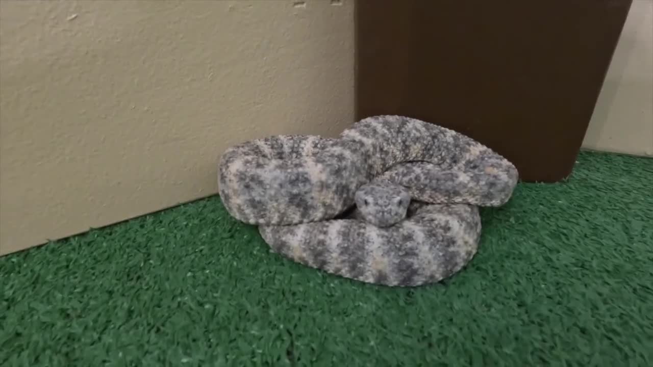 Rattlesnake encounters can increase in summer heat. Here's how to stay safe