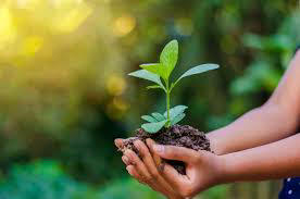World Environment Day: The hunger no forest can fill