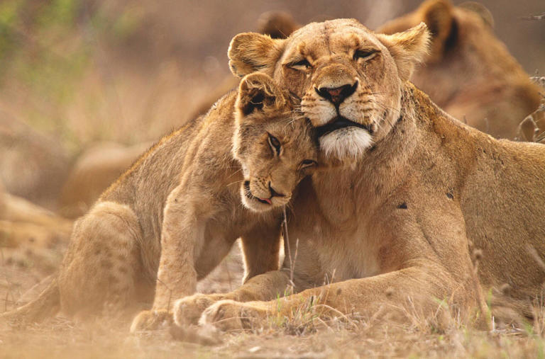 Safari-Abenteuer in Afrika: 15 Tage mit Lodges, Exkursionen und Flügen ...