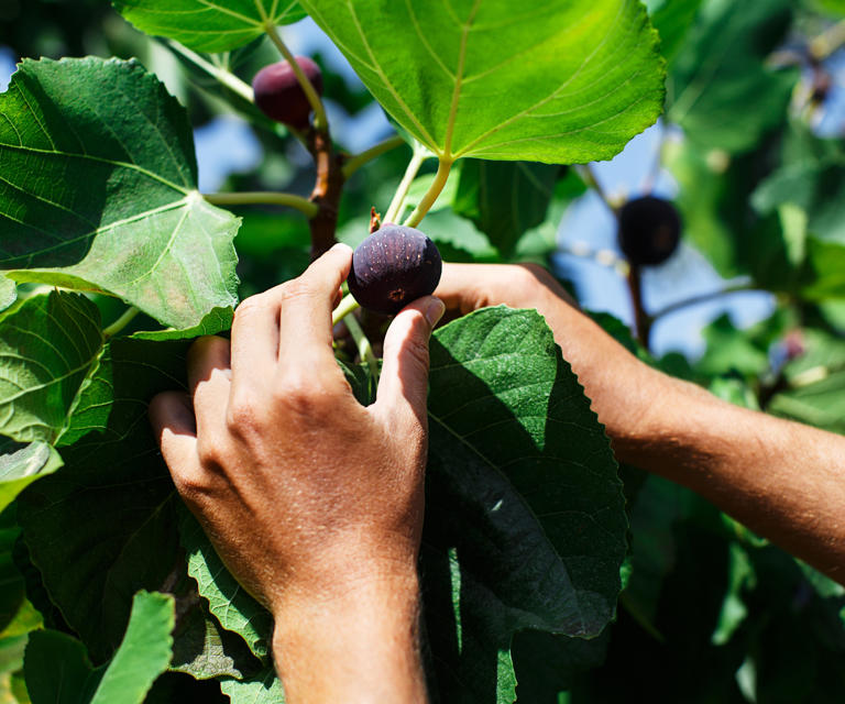The secret to a fruit-laden fig tree lies in 3 simple tasks – for an ...