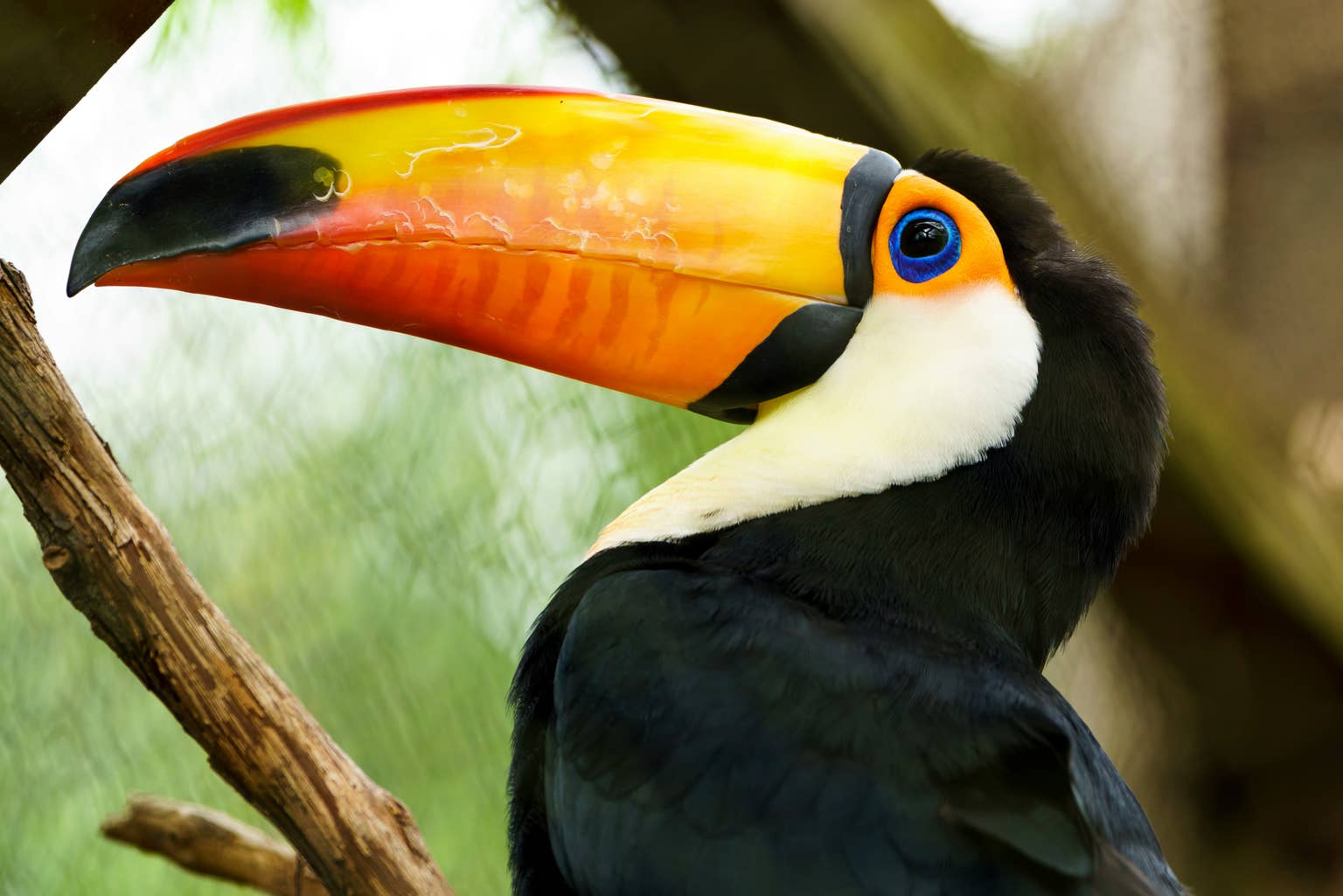 Watch Chester the toucan use the fridge water dispenser for a hilarious ...