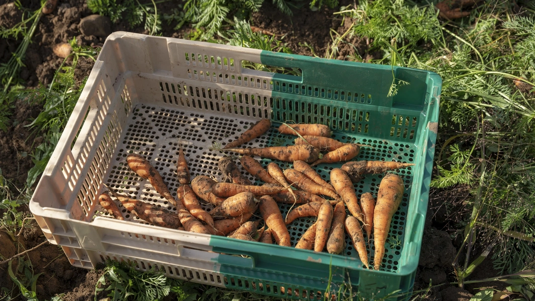 House Digest backs raised beds for better carrot growth