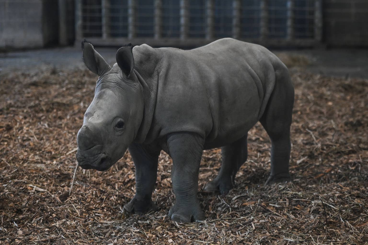 Baby rhinos make surprising whale-like sounds in viral video