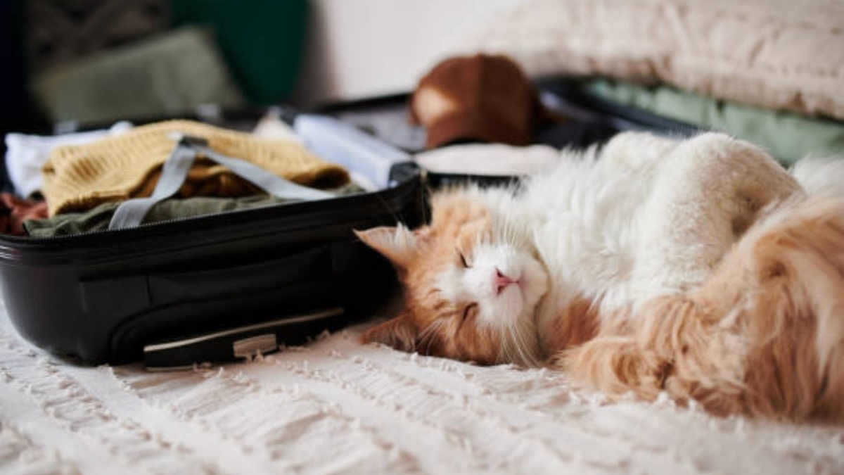 Why does your cat lie on your things? According to the experts