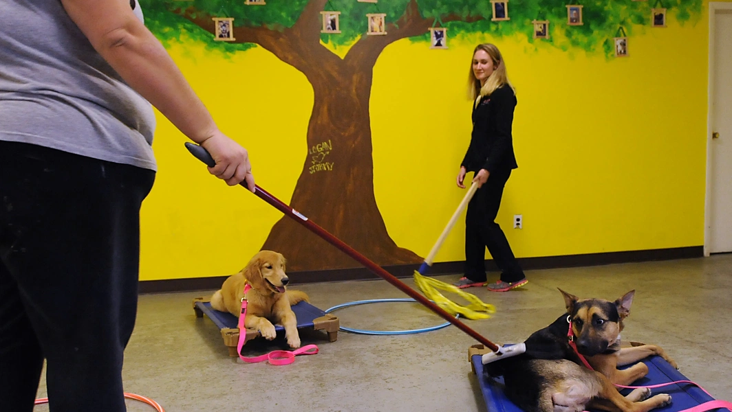 Experts call for shift to humane, reward-based dog training