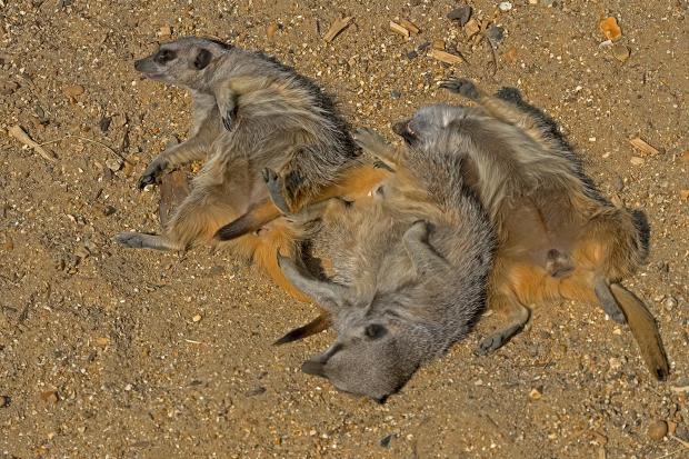 Sunbathing meerkats and warring starlings in this week's Camera Club photos
