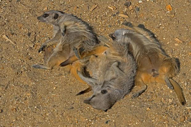 Sunbathing meerkats and warring starlings in this week's Camera Club photos
