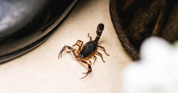 Alacranes en CDMX: estas son las alcaldías donde más aparecen durante ...