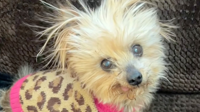 Senior yorkie's out-of-control fur is such a morning mood