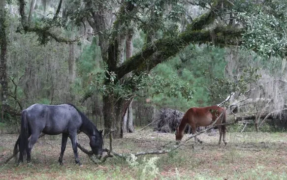Cumberland Island’s wild beauty and hidden history