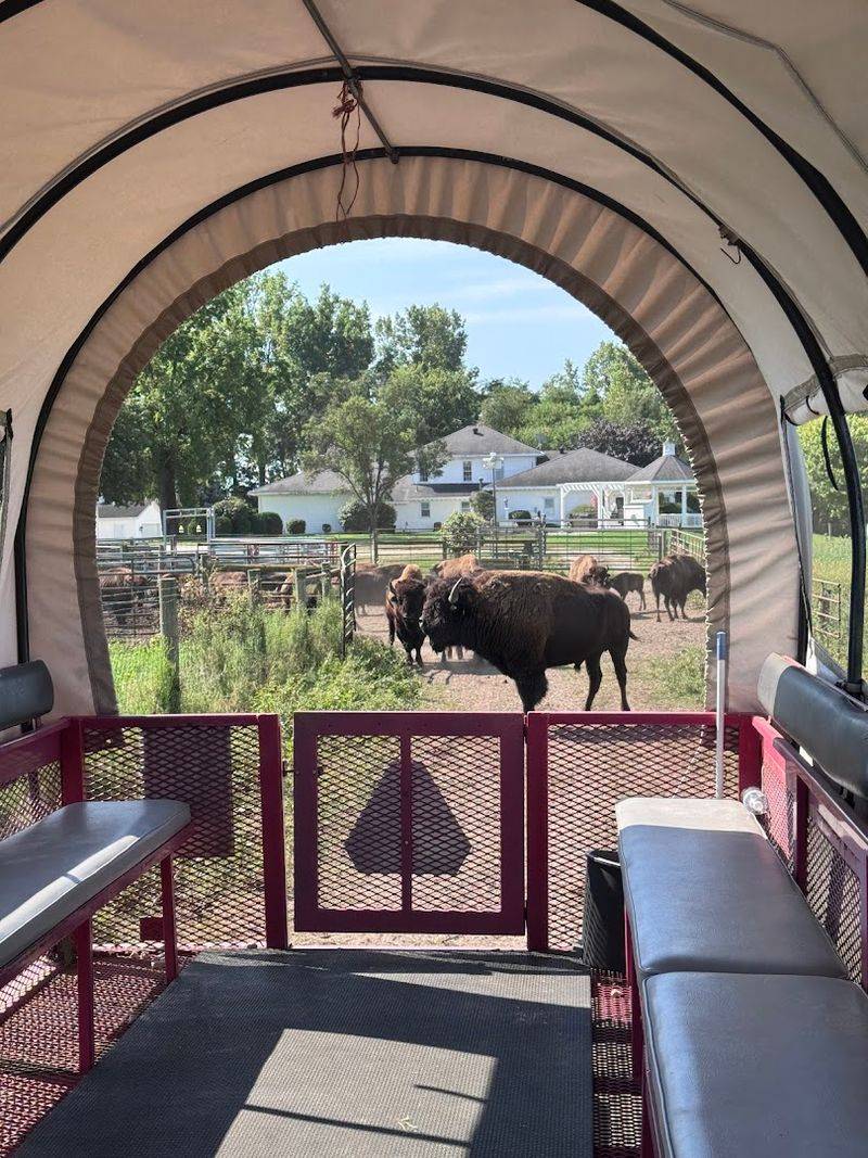 The hidden Indiana bison ranch where you ride a tractor wagon directly ...