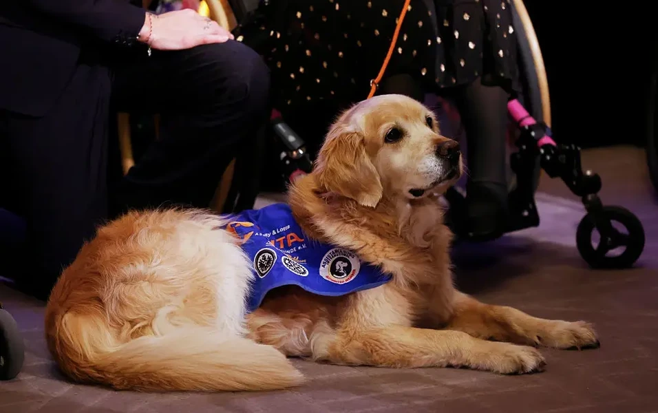 Why protector dogs feel like mind readers