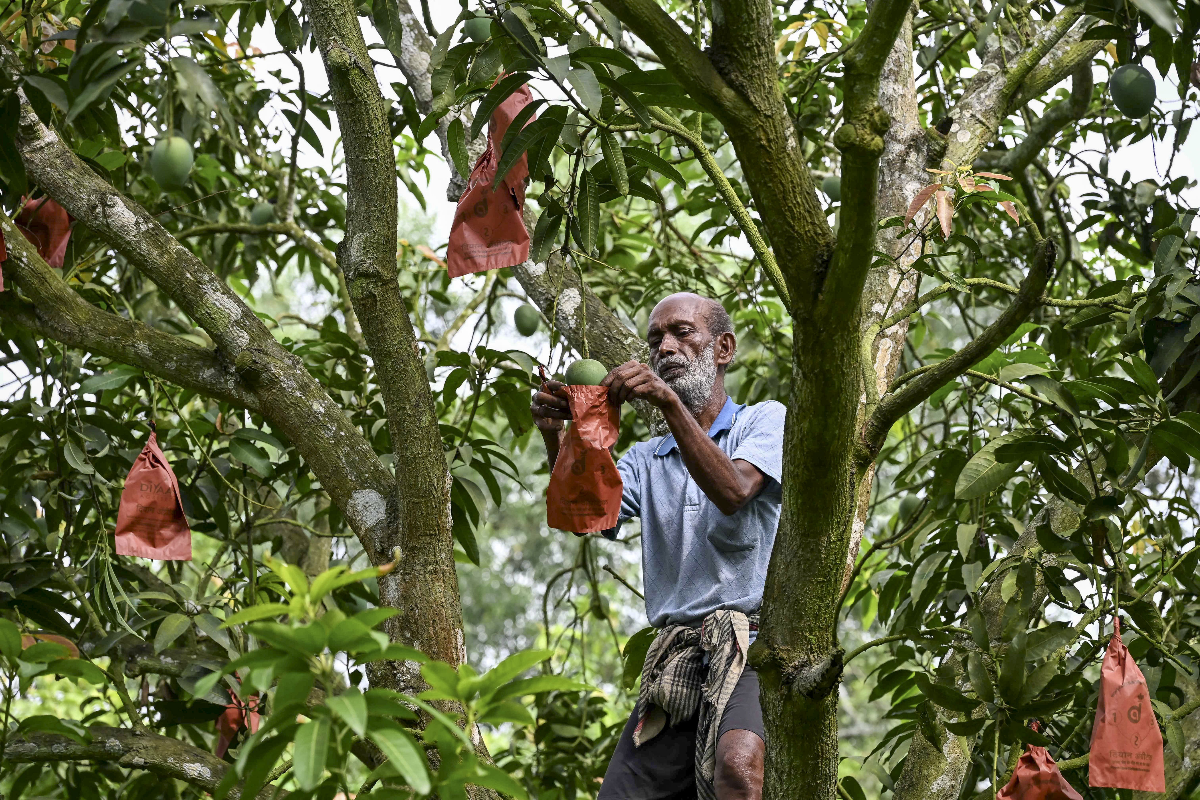 Bengal: Dark spots on Himsagar mangoes cast shadow on export shipment