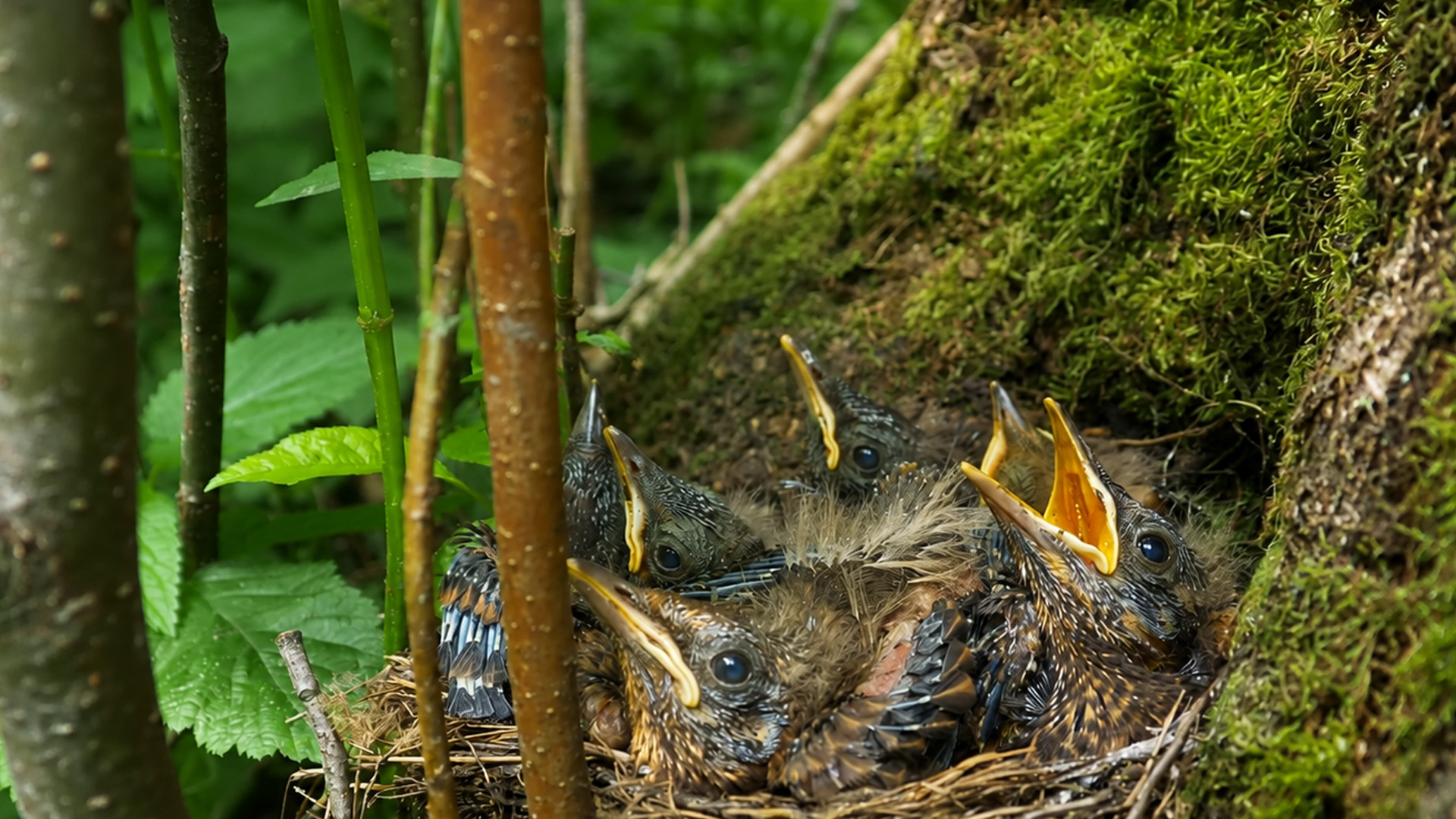Diep verborgen in het bos wachtten deze kuikens op iets