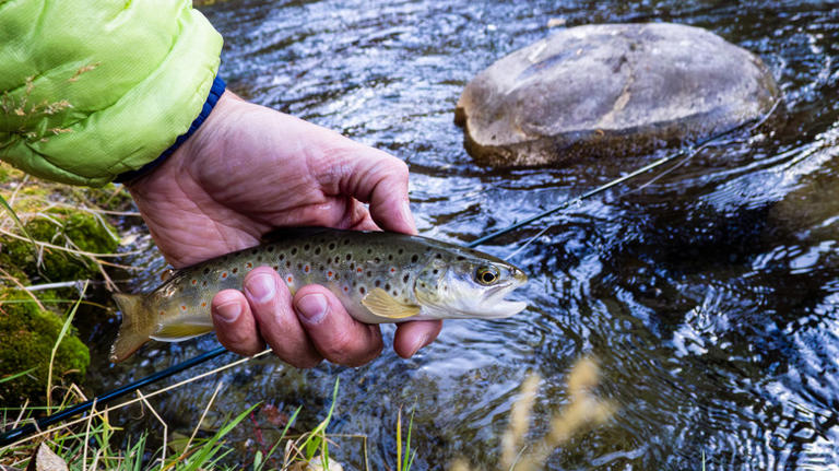Colorado's once-thriving ranch is now a scenic wildlife site for ...