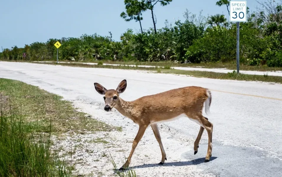 US-wide GPS study shows human presence reshapes wildlife movement