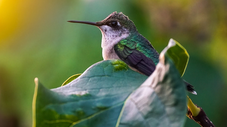 The nectar-rich flower that attracts hummingbirds and butterflies to ...