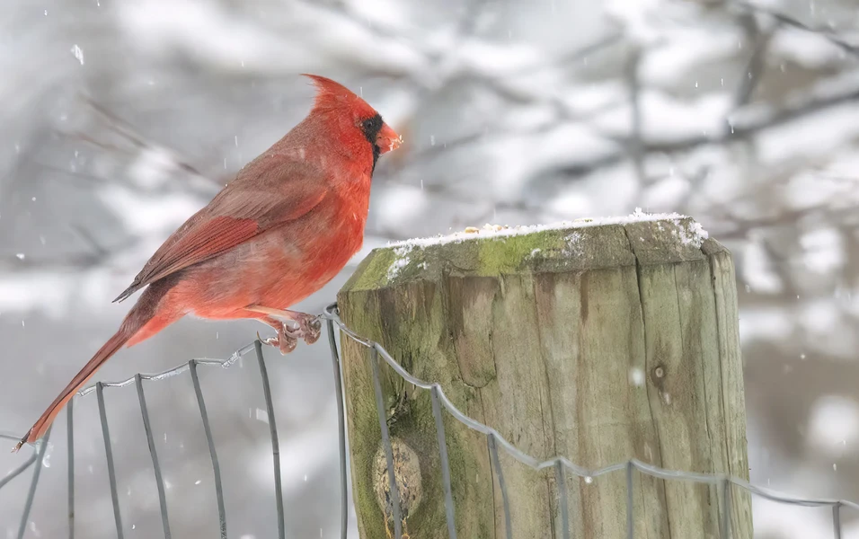 How to make your backyard a cardinal magnet