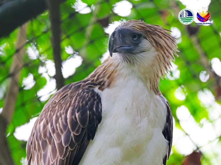 'Girlie,' oldest PH eagle in captivity, receives symbolic senior, PWD cards