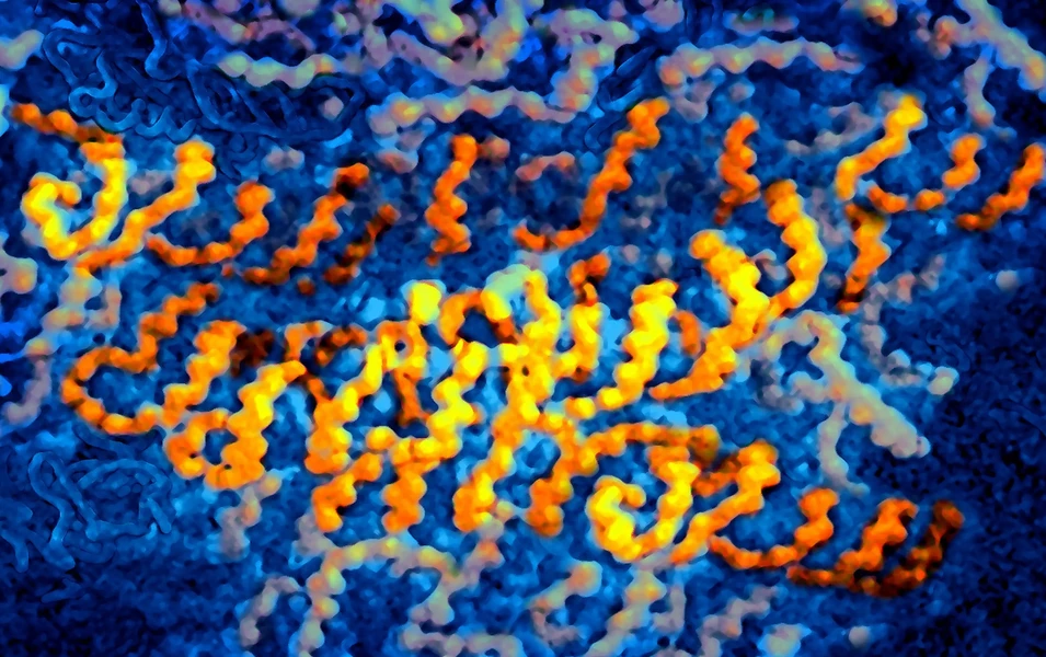 Discovery of RBM20 isoforms reshapes cardiomyopathy research