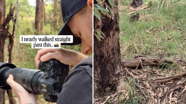 Wildlife photographer almost walks straight past animal hidden in plain ...