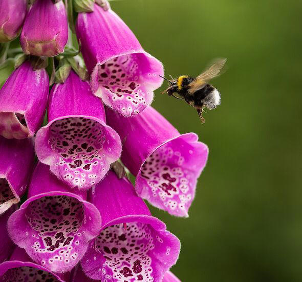 7 low-maintenance flowers to plant now that will attract wildlife to ...