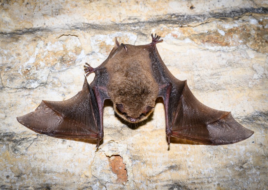 Rabies detections in bats on the rise in San Diego County