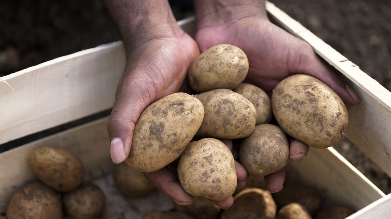 17 mistakes everyone makes with potato salad